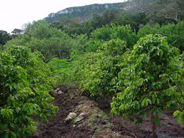 英和画像辞典：(erigabo)の関連画像一覧！ – おもしろい英文法