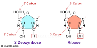 英和画像辞典：(deoxiribose)の関連画像一覧！