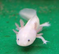 WHY we require Lake Xochimilco and Lake Chalco ? – MY DAY WITH SCIENCE