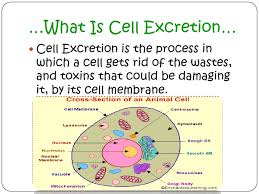 英和画像辞典：(excreation)の関連画像一覧！