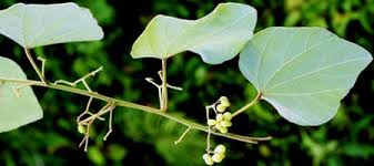 英和画像辞典：(the twinner plant)の関連画像一覧！