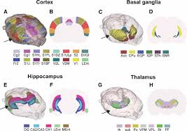 英和画像辞典：(bregma (region on human skull))の関連画像一覧！ – おもしろい英文法