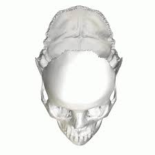 英和画像辞典：(basion)の関連画像一覧！ – おもしろい英文法