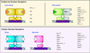 英和画像辞典：(nuclear gene studies)の関連画像一覧！ – おもしろい英文法