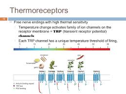 英和画像辞典：(thermal receptor)の関連画像一覧！