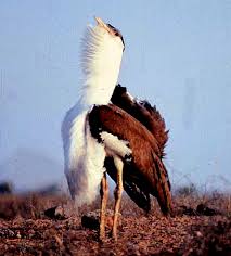 英和画像辞典：(maldhok)の関連画像一覧！