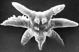 英和画像辞典：(pentastomida (type of crabs))の関連画像一覧！