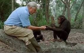 Zoo Hero Saves Drowning Chimp – A Heart-Stopping Moment of Courage ...