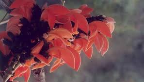 英和画像辞典：(modugu tree)の関連画像一覧！ – おもしろい英文法