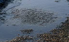 英和画像辞典：(puddle)の関連画像一覧！ – おもしろい英文法