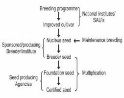 英和画像辞典：(multiplication;breeding)の関連画像一覧！ – おもしろい英文法