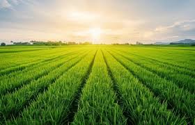 Bayer AG (BAYRY) Price & News - Google Finance