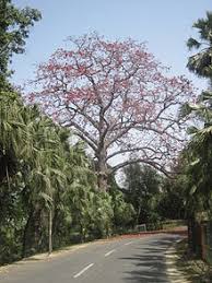 英和画像辞典：(modugu tree)の関連画像一覧！ – おもしろい英文法