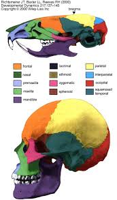 英和画像辞典：(bregma (region on human skull))の関連画像一覧！ – おもしろい英文法