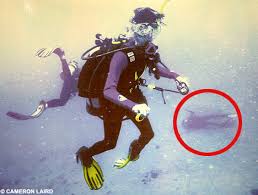 英和画像辞典：(diver corpse)の関連画像一覧！ – おもしろい英文法