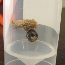 The Hidden Danger in Your Garden: Understanding and Preventing Tick ...