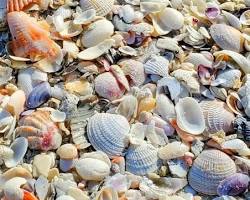 Things To Do In Siesta Key, Florida With Kids - KIDS FIRST TRAVEL