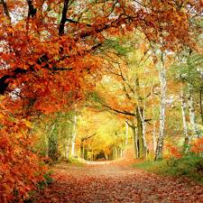 英和画像辞典：(foliage)の関連画像一覧！ – おもしろい英文法