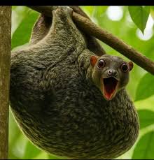 The Amazing Colugo: Masters of the Southeast Asian Skies 🌳🦇 – New and Tips