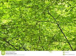 英和画像辞典：(foliage)の関連画像一覧！ – おもしろい英文法