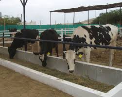 Ubicación de establos en mancha urbana principal queja: Regulación ...