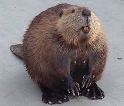 英和画像辞典：(beaver species)の関連画像一覧！ – おもしろい英文法