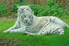 英和画像辞典：(white tiger)の関連画像一覧！