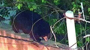 英和画像辞典：(managed to bear)の関連画像一覧！