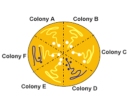 HOW TO ISOLATE A SINGLE COLONY