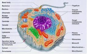 英和画像辞典：(cell structure)の関連画像一覧！ – おもしろい英文法