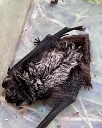 Nadja: The Misunderstood Bat Who Challenges Our Perceptions – New and Tips