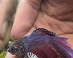 Betta Eye Problems: Normal vs Popeye – Wild Betta Blog | How To Take ...
