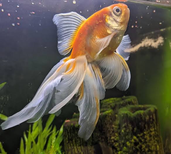 15 Most Popular Types of Goldfish For Your Home Aquarium