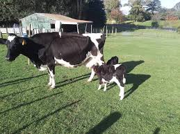 “The Miracle of DeKalb: A Cow’s Rare Birth of Quadruplets Defies All ...