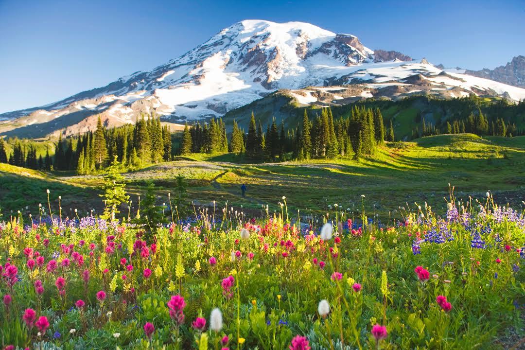 Find Cheap Flights to Mount Rainier National Park - Google Flights
