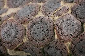 英和画像辞典：(scute)の関連画像一覧！ – おもしろい英文法