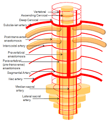 英和画像辞典：(segmental artery)の関連画像一覧！ – おもしろい英文法