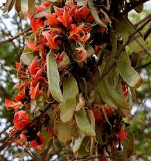 英和画像辞典：(modugu tree)の関連画像一覧！ – おもしろい英文法