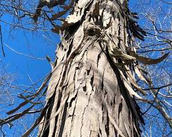 How to Identify Hickory Trees: A Comprehensive Guide
