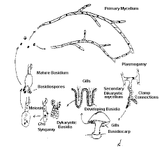 英和画像辞典：(basidiocarp)の関連画像一覧！ – おもしろい英文法
