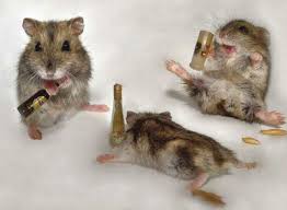 ratas | Animales de Risa