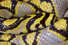 英和画像辞典：(elaphe)の関連画像一覧！ – おもしろい英文法