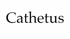 英和画像辞典：(cathetus)の関連画像一覧！ – おもしろい英文法