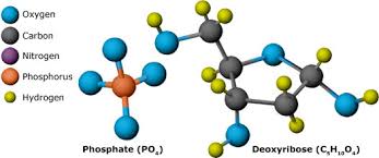 英和画像辞典：(deoxiribose)の関連画像一覧！