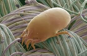 英和画像辞典：(nidariya the one of a kind animal in over 9000 species of same ...