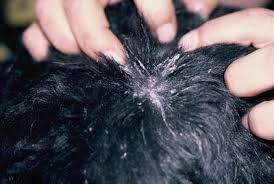 HIPERQUERATOSIS EN PERROS (...callos, cuernos cutaneos, verrugas etc.)