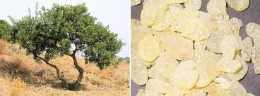 英和画像辞典：(chew tree)の関連画像一覧！